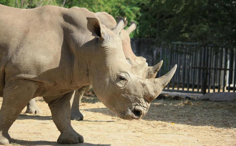15 Rare and Endangered Species Trivia Questions and Answers – Julie L ...